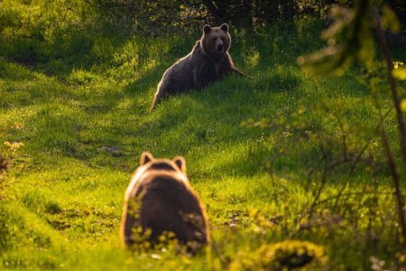 Pátranie po postrelenom medveďovi ukončili,… | Dnes24.sk