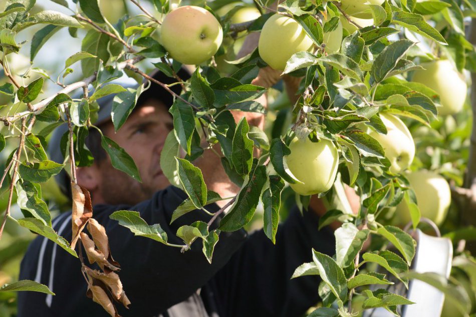 SVET O SLOVENSKU: Kanadské jablkové sady sú atrakcia