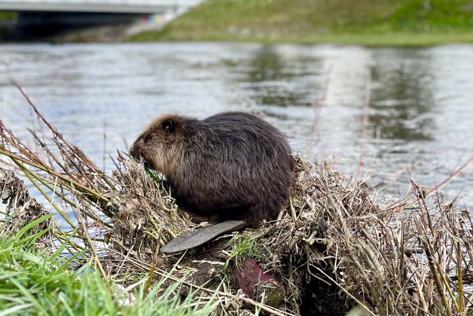 Bobor v Hrone je HITOM internetu: Postaví bývanie skôr ako Kollár ...